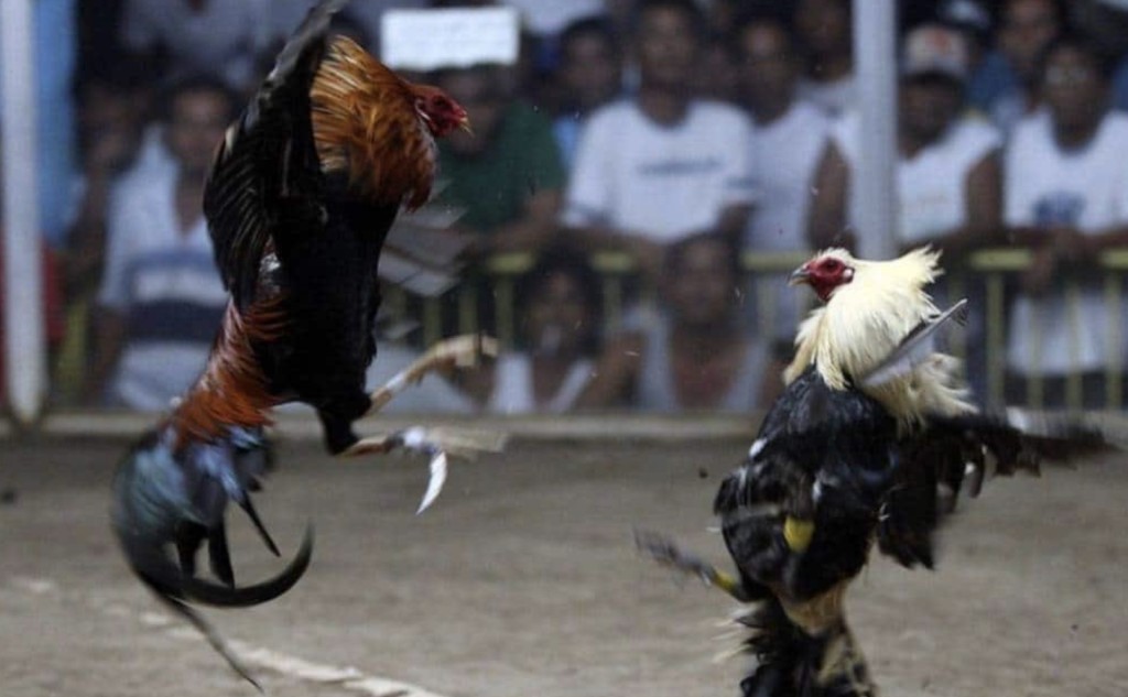 Gamefowl Breeding 101: How to Succeed in Breeding Fighting Chickens ...