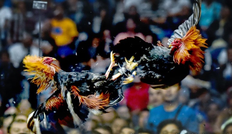 What is Sabong? - Cockfighting Bets