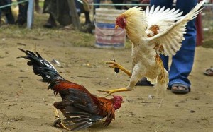 What is Sabong? - Cockfighting Bets