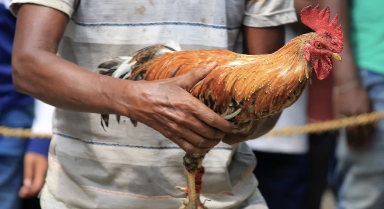 What is Sabong? - Cockfighting Bets