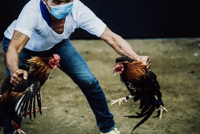 What is Sabong? - Cockfighting Bets