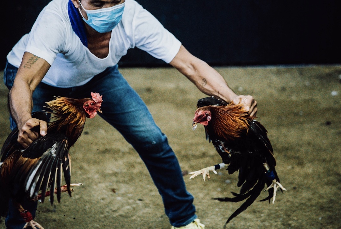 What is Sabong? - Cockfighting Bets