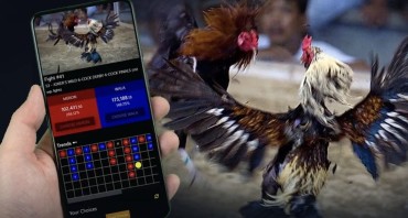 What is Sabong? - Cockfighting Bets