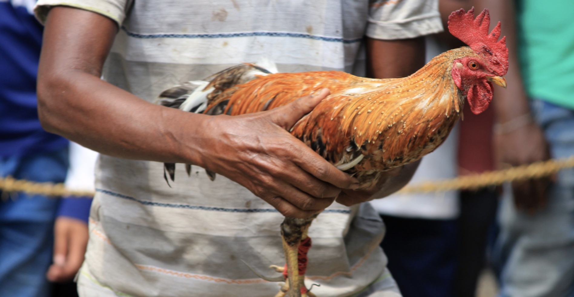 What is a Gaff Used in Cockfighting? - Cockfighting Bets