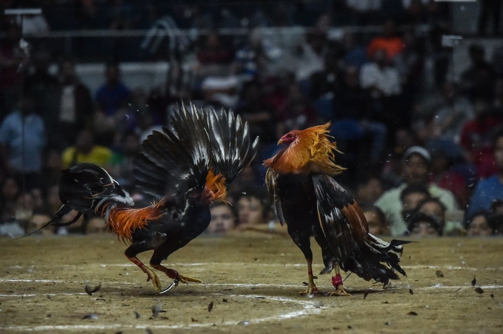 What are the Rules of Cockfighting? - Cockfighting Bets