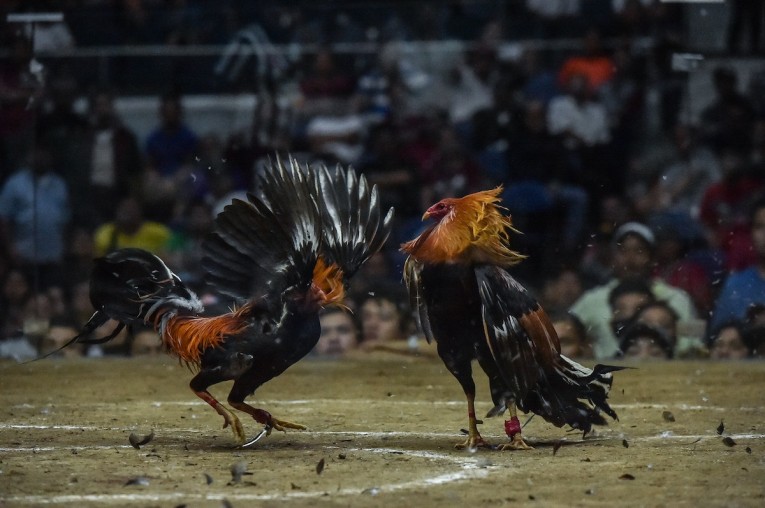 What are the Rules of Cockfighting? - Cockfighting Bets