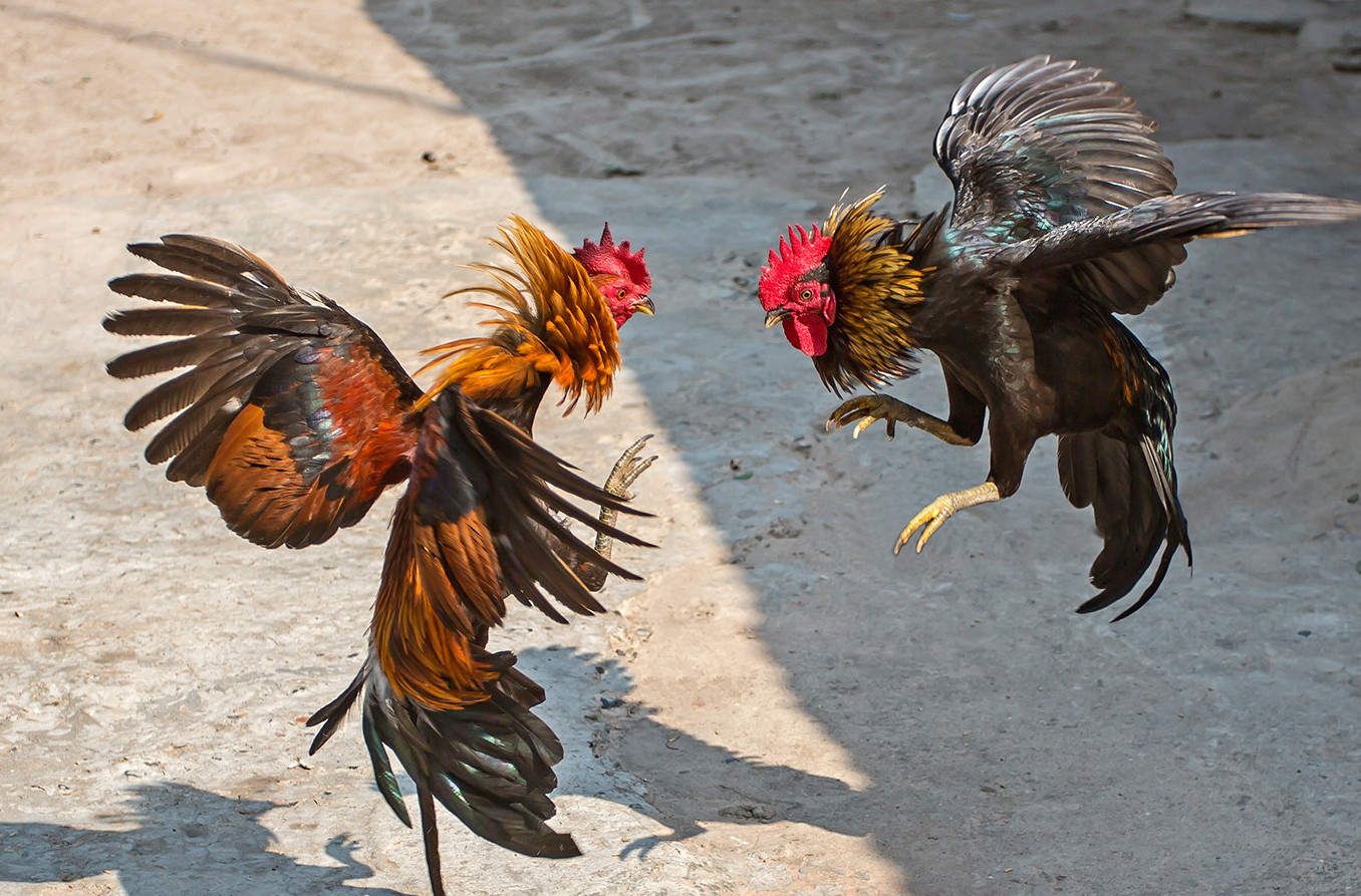 The History of Cockfighting - Cockfighting Bets