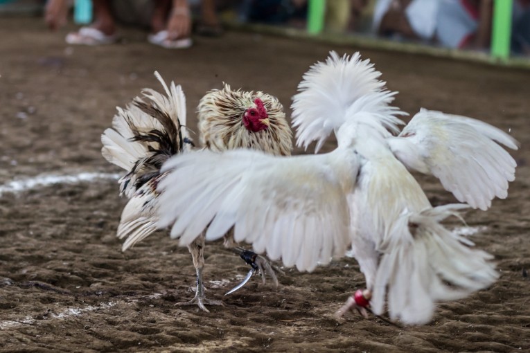 The History of Cockfighting - Cockfighting Bets