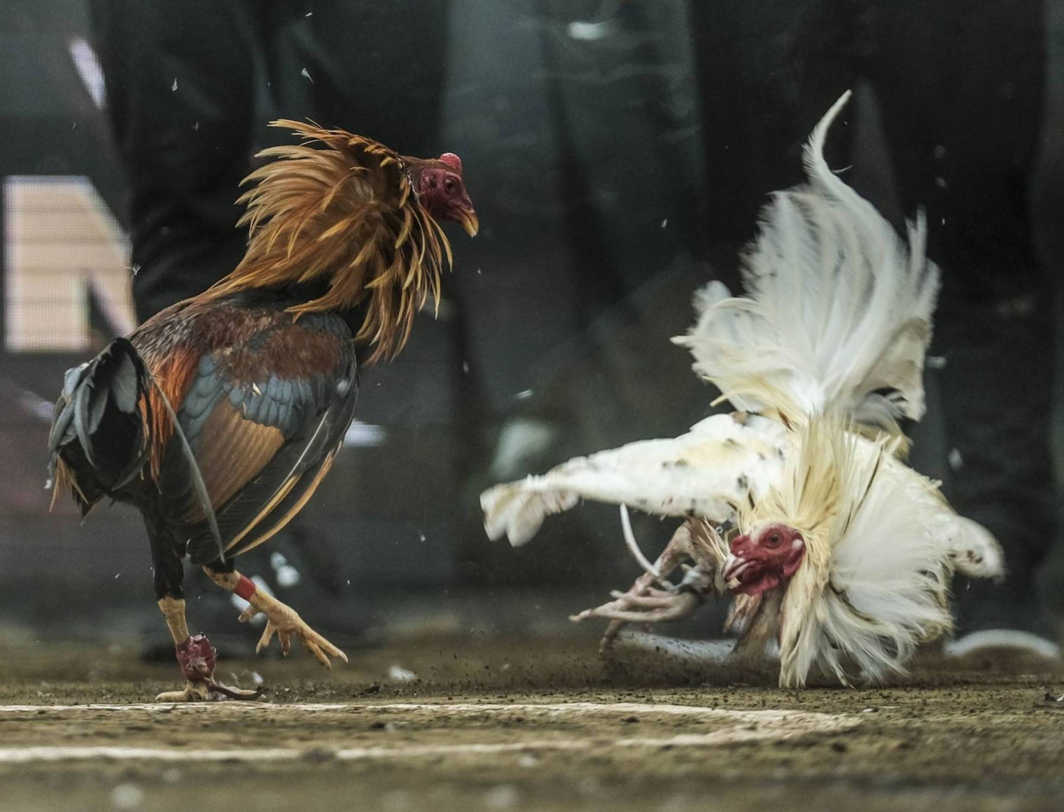 What Breed of Roosters are Used in Cockfighting? - Cockfighting Bets