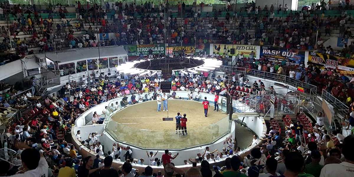 What is a Cockfighting Ring? - Cockfighting Bets