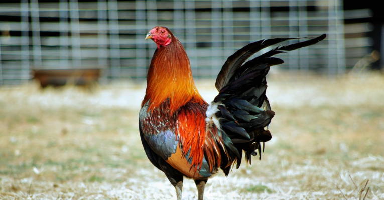 21 Days Conditioning Method for Cockfighting - Cockfighting Bets