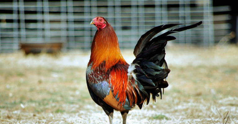 21 Days Conditioning Method for Cockfighting - Cockfighting Bets