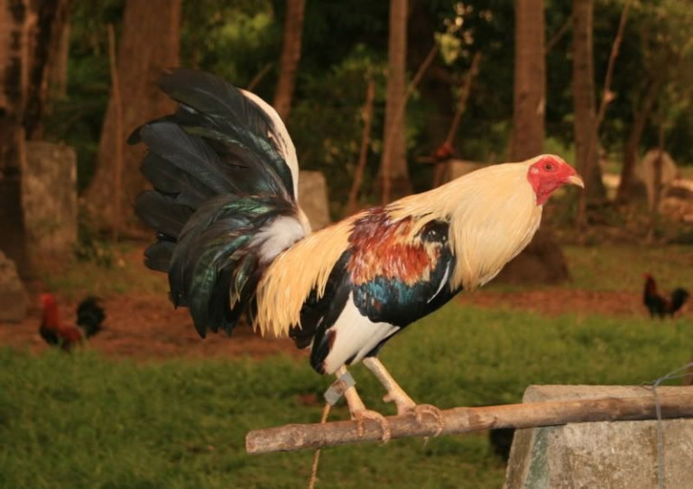 21 Days Conditioning Method for Cockfighting - Cockfighting Bets