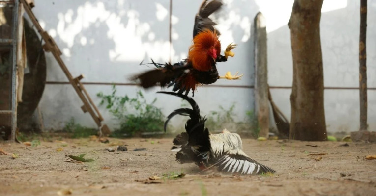 21 Days Conditioning Method for Cockfighting - Cockfighting Bets