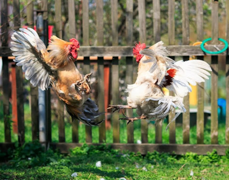 21 Days Conditioning Method for Cockfighting - Cockfighting Bets