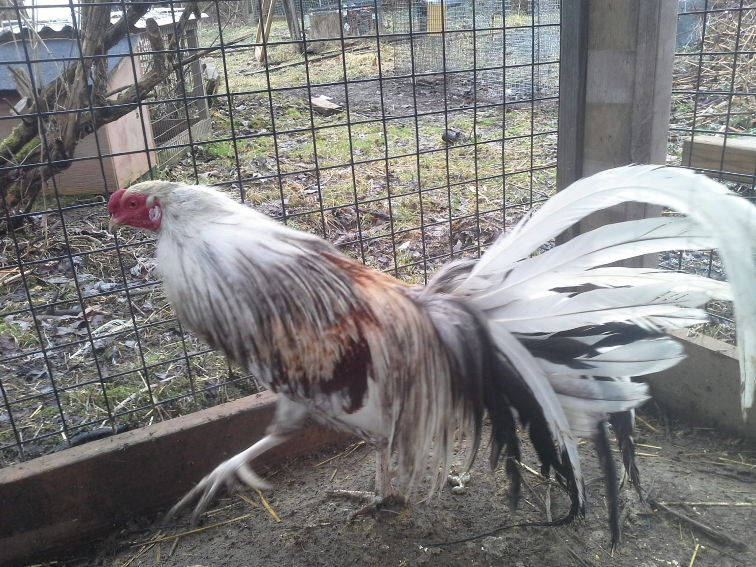 Chinese Fighting Rooster: Everything to Know - Cockfighting Bets