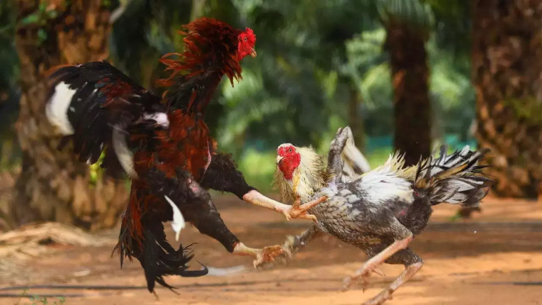 How to Condition Fighting Roosters - Cockfighting Bets