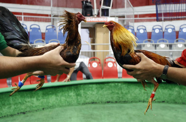 How to Condition Fighting Roosters - Cockfighting Bets