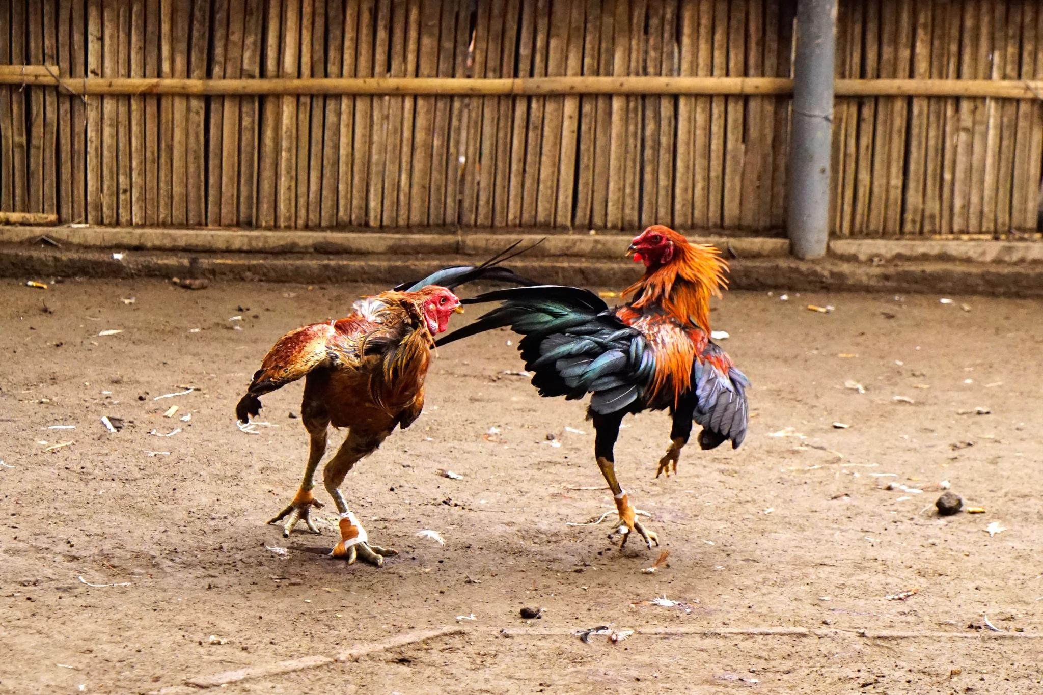 How to Condition Fighting Roosters - Cockfighting Bets