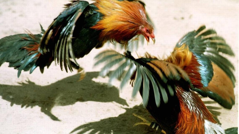 How Much Does a Fighting Rooster Cost? - Cockfighting Bets