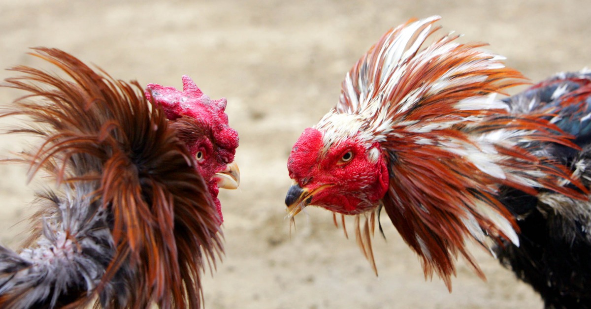 How to Determine a Winning Rooster in a Cockfighting Game ...