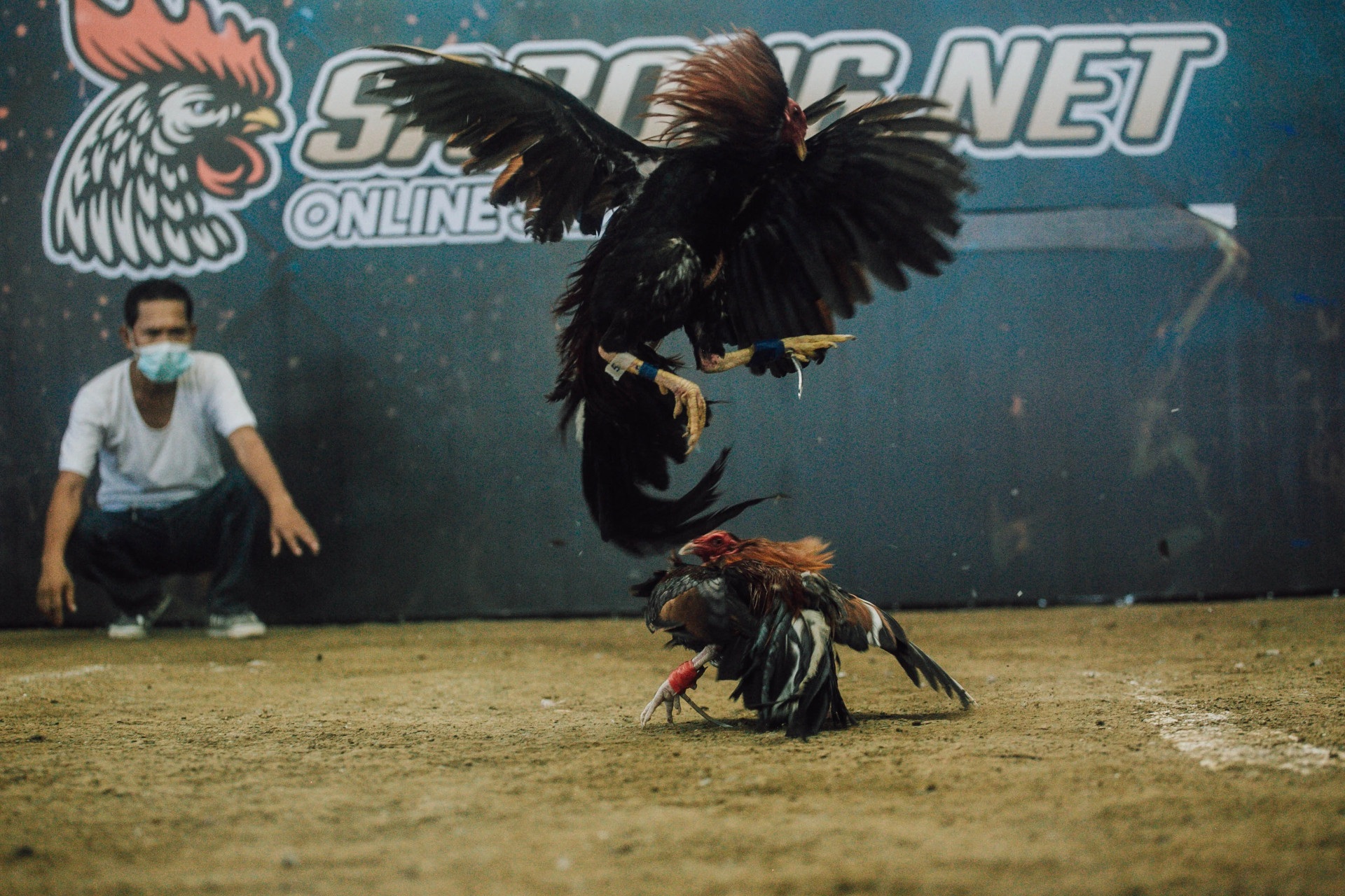 How to Play Online Sabong - A Definitive Guide - Cockfighting Bets