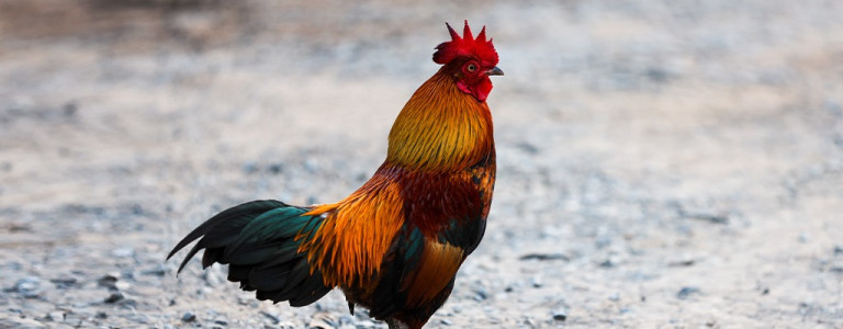 The Ultimate Guide to Training Roosters for Cockfighting - Cockfighting ...