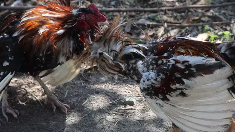 The Ultimate Guide to Training Roosters for Cockfighting - Cockfighting ...