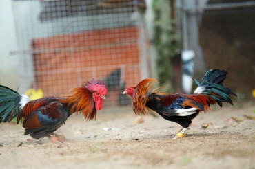 Gamefowl Breeding 101: How to Succeed in Breeding Fighting Chickens ...