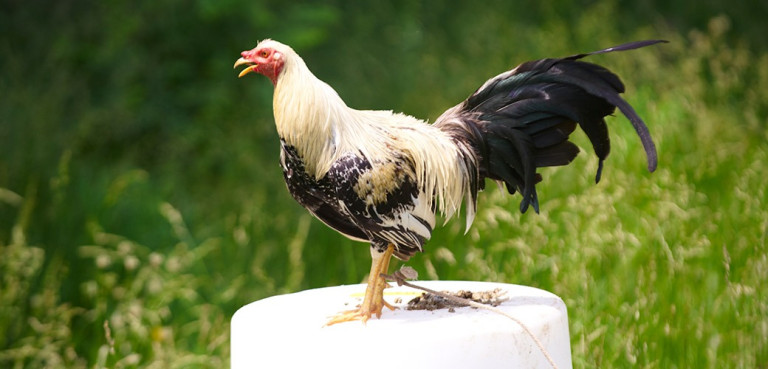 Gamefowl Breeding 101: How to Succeed in Breeding Fighting Chickens ...