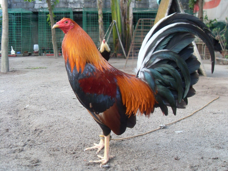 Gamefowl Breeding 101: How to Succeed in Breeding Fighting Chickens ...