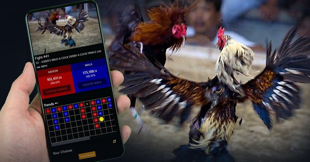 How Does Online Sabong Work? - Cockfighting Bets