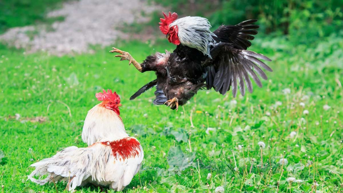 The Anatomy of a Fighting Rooster - Cockfighting Bets