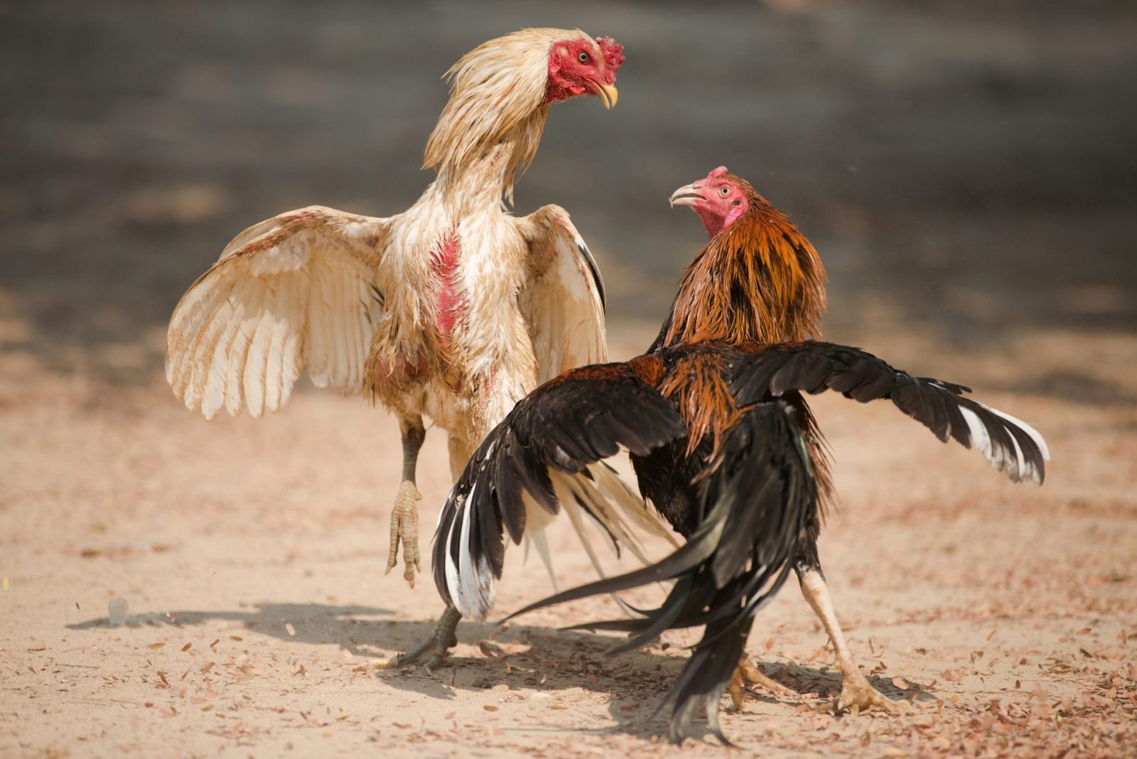 The Anatomy of a Fighting Rooster - Cockfighting Bets