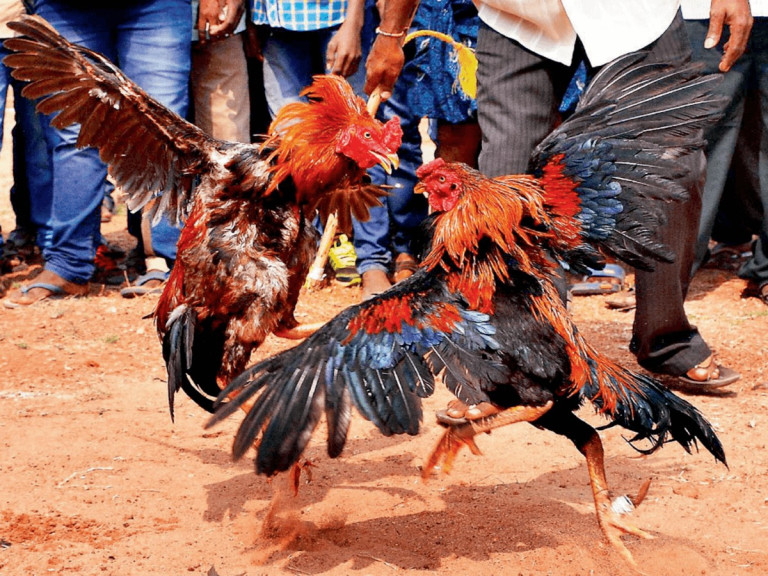 The Anatomy of a Fighting Rooster - Cockfighting Bets