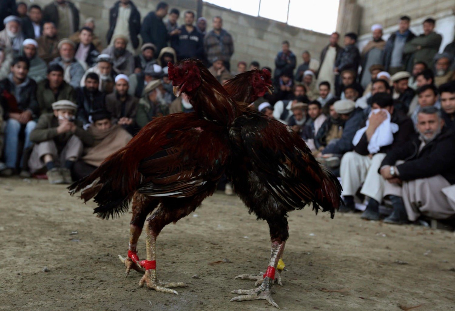 Traditional Cockfighting vs. Modern Cockfighting [Comparison ...