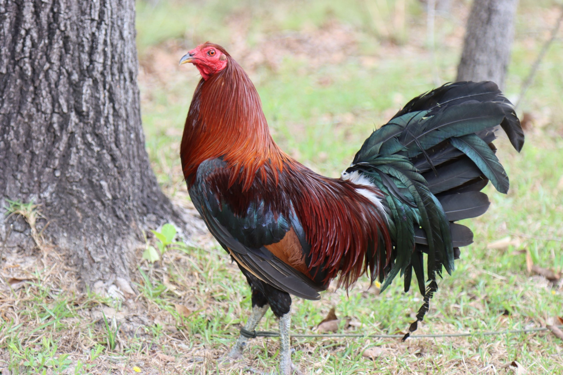 5 Health and Disease Concerns in Gamefowls - Cockfighting Bets