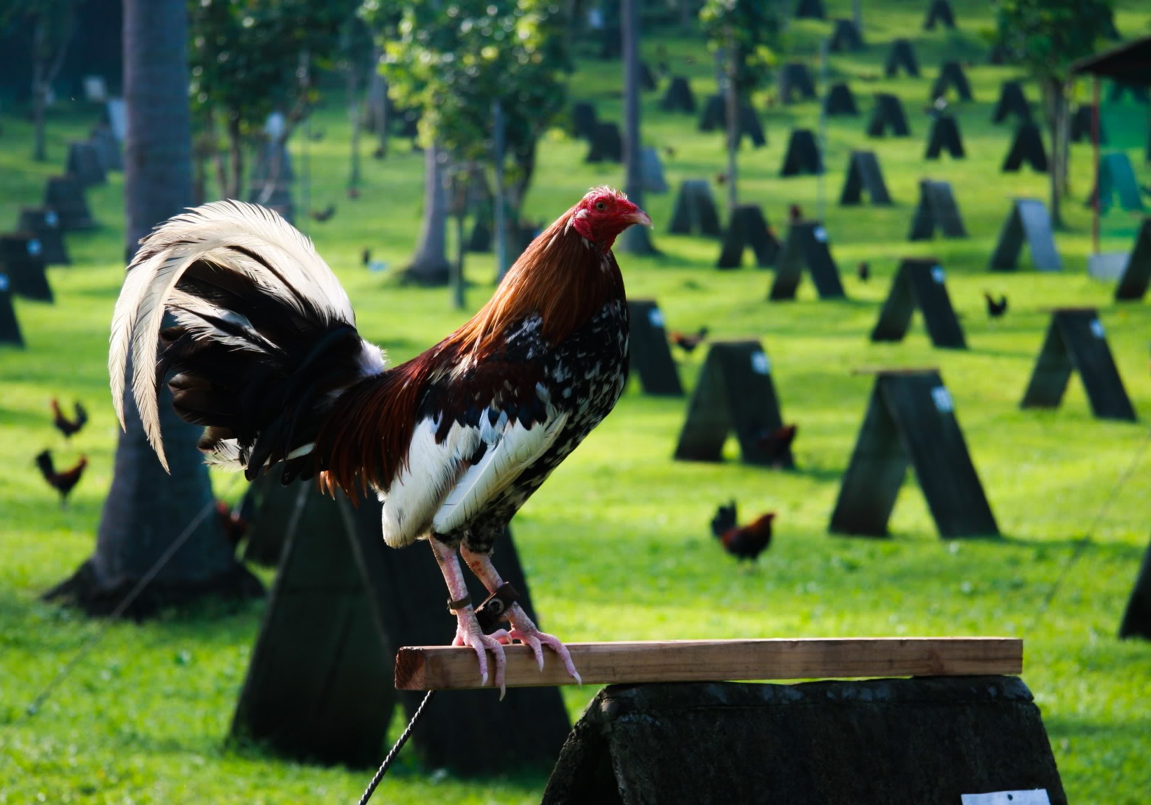 5 Health and Disease Concerns in Gamefowls - Cockfighting Bets