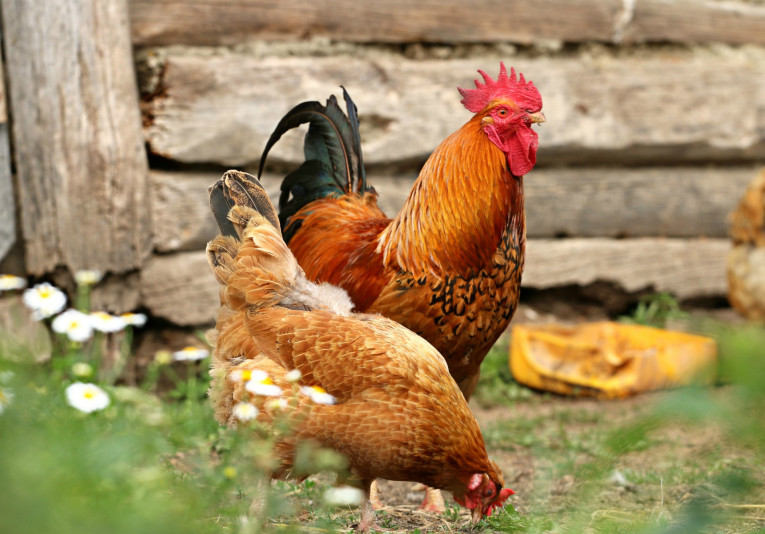 The History of the Domestication of Chickens - Cockfighting Bets