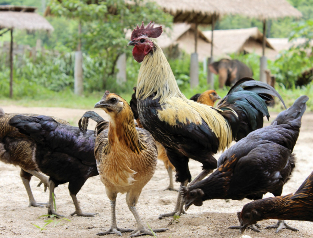 The History of the Domestication of Chickens - Cockfighting Bets