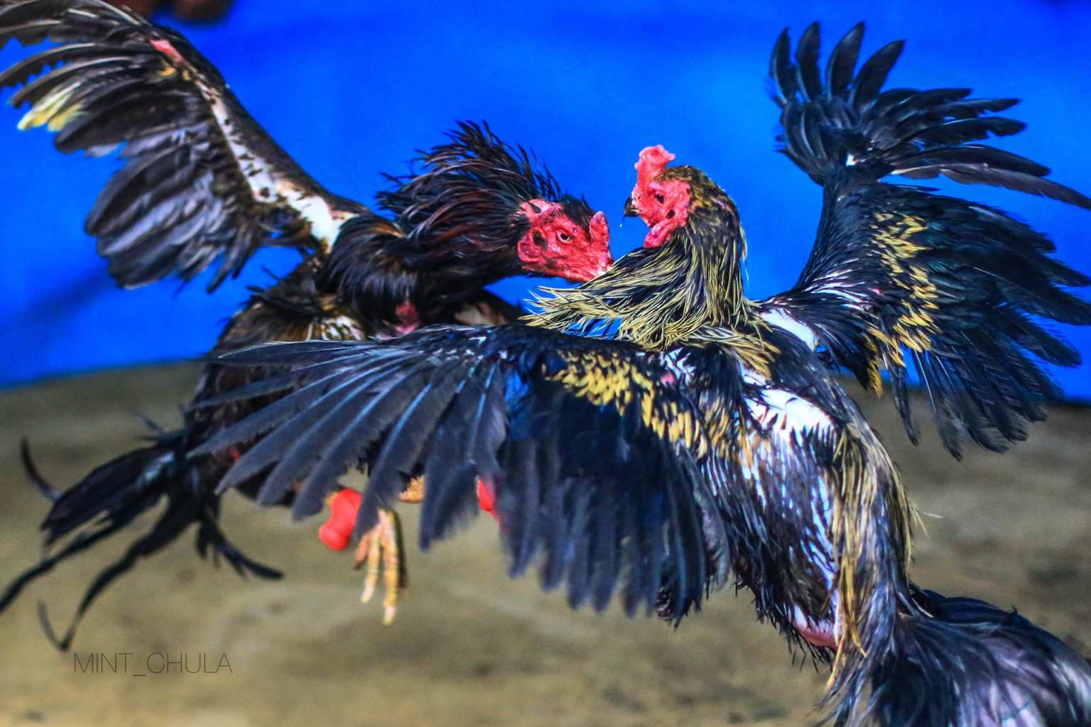The First Recorded Cockfighting Event in History - Cockfighting Bets
