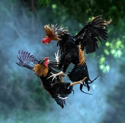 Gamefowl Breeding 101: How to Succeed in Breeding Fighting Chickens ...