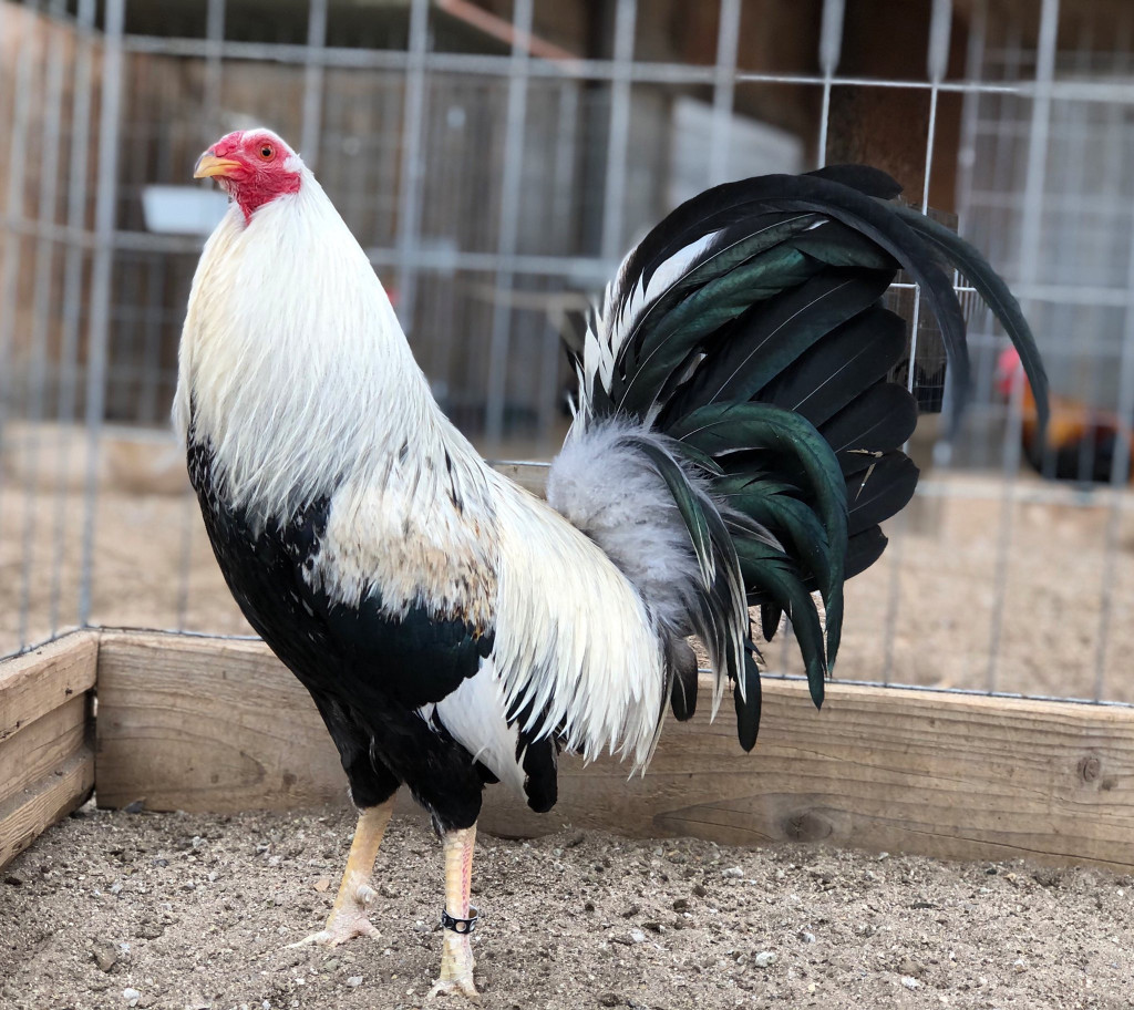 5 Crossbreeding Techniques for Stronger Gamefowl - Cockfighting Bets