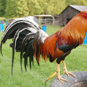 Gamefowl Breeding 101: How to Succeed in Breeding Fighting Chickens ...