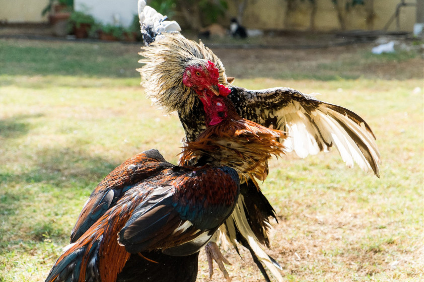 Modern vs. Traditional Gamefowl Training Methods - Cockfighting Bets
