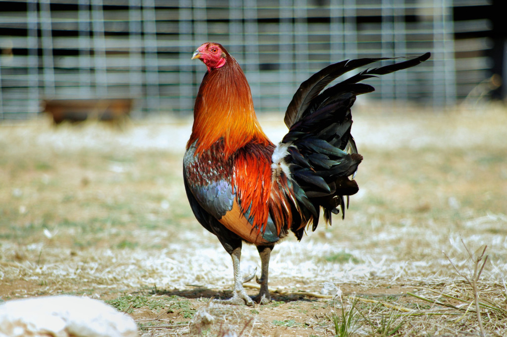 The Muscular Structure of Gamefowl - Cockfighting Bets