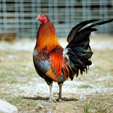 Gamefowl Breeding 101: How to Succeed in Breeding Fighting Chickens ...