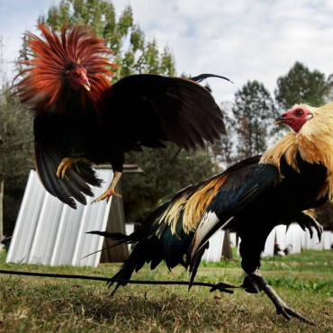 Gamefowl Breeding 101: How to Succeed in Breeding Fighting Chickens ...