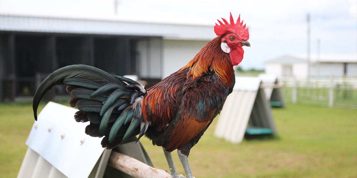 10 Kinds of Gamefowl Training Equipment - Cockfighting Bets