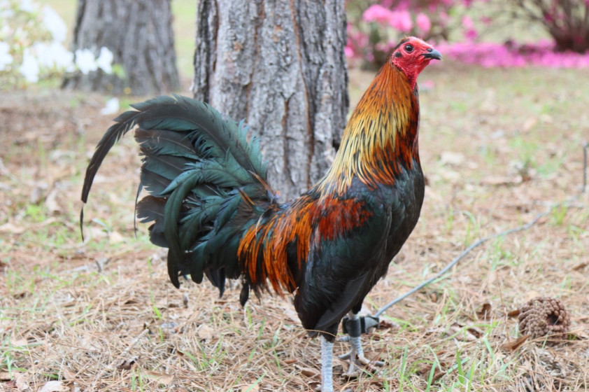 Visual Anatomy: Identifying Marks of a Gamefowl - Cockfighting Bets